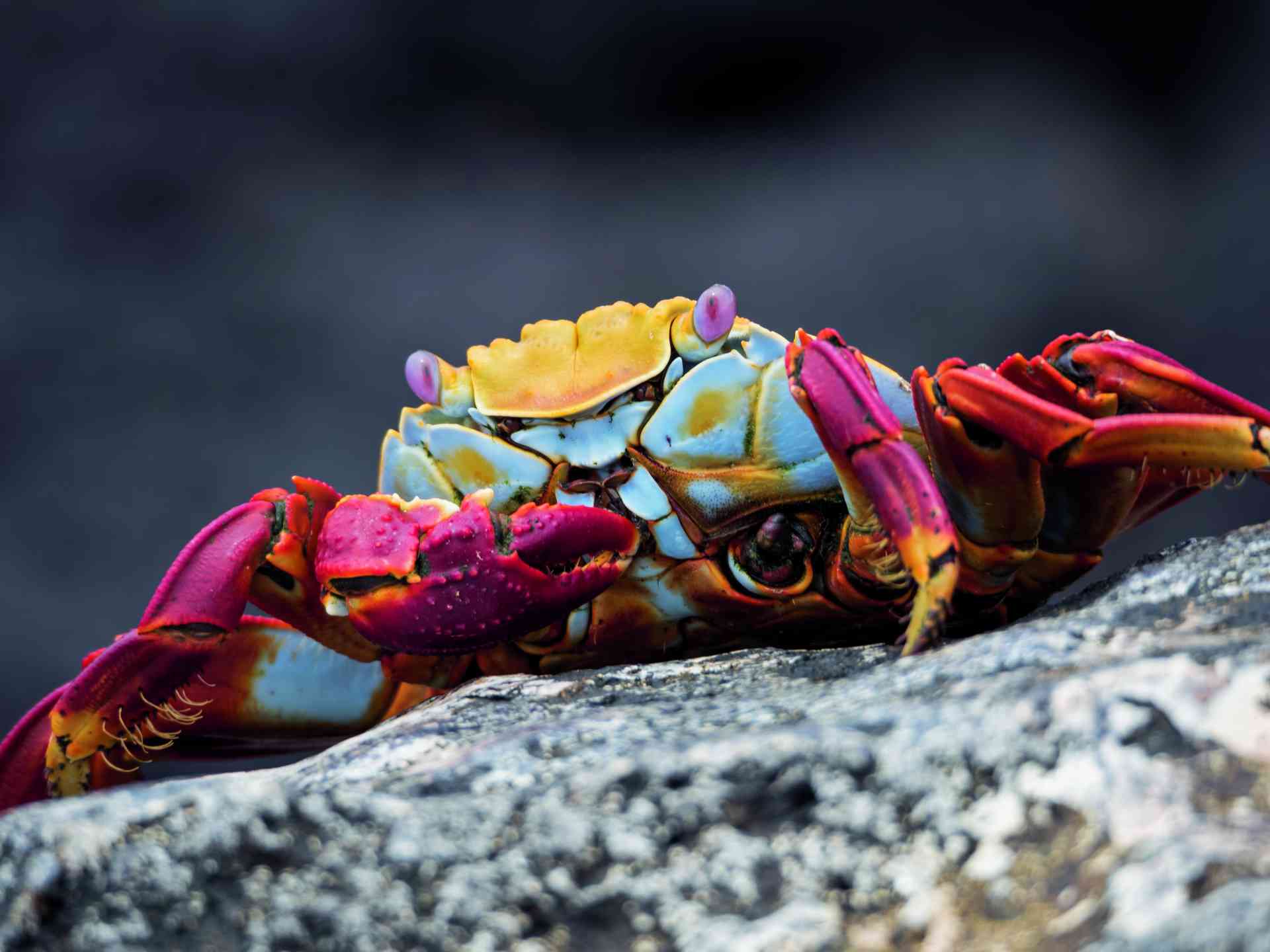 Galapagos Finch Bay Eco Resort | Bunnik Tours