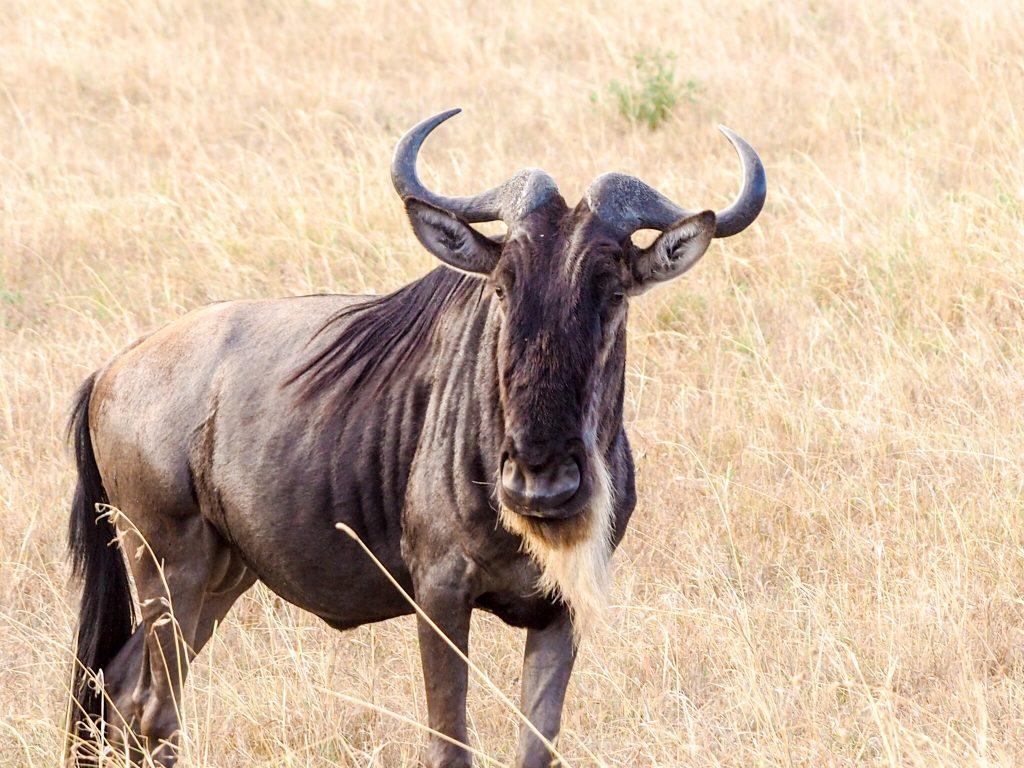 Photo Guide | The magic of Kenya | Bunnik Tours