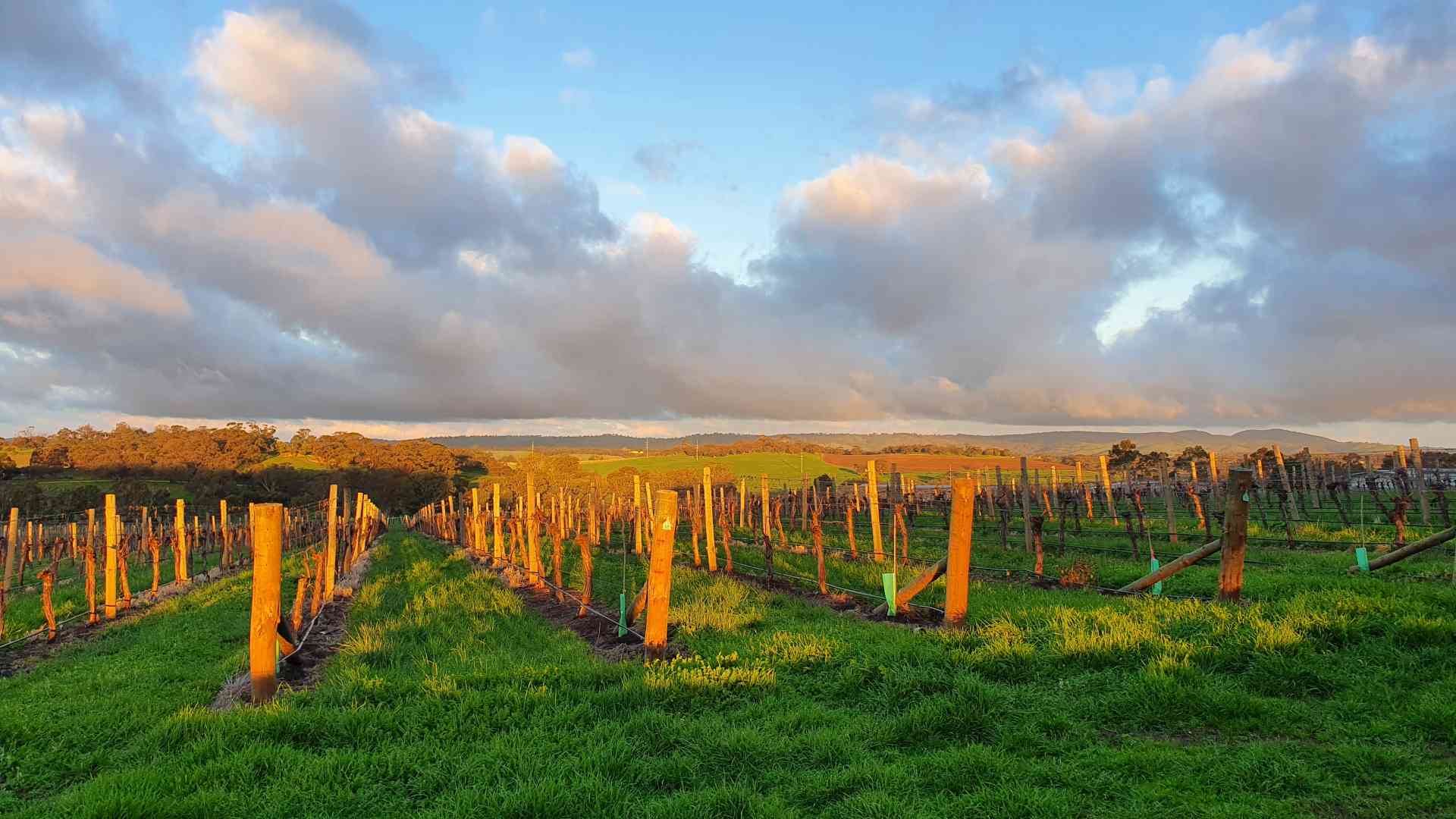 How much do you know about the Barossa? | Bunnik Tours